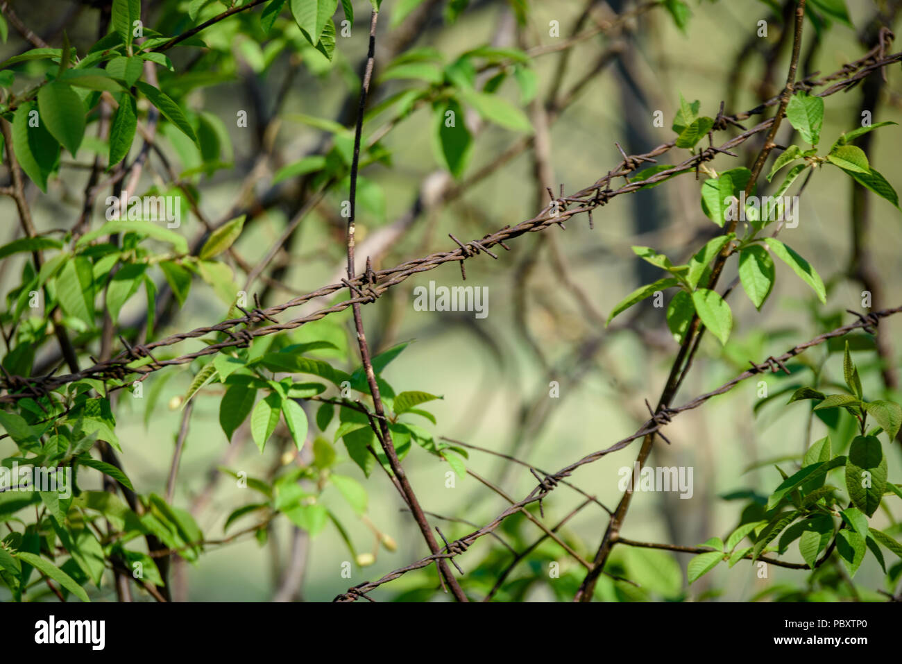 barbed wire fence on green background with tree leaves and vegetation ...