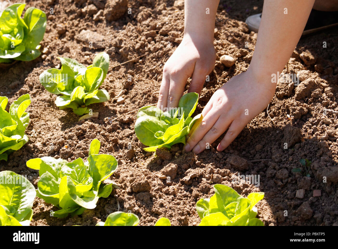 planting three in the garden Stock Photo - Alamy