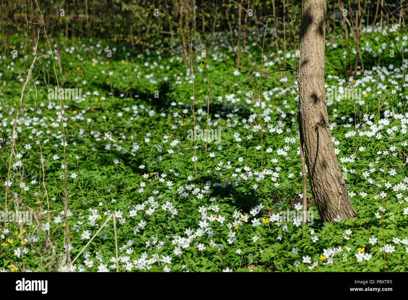large field of white anemone flowers in spring. a plant of the ...