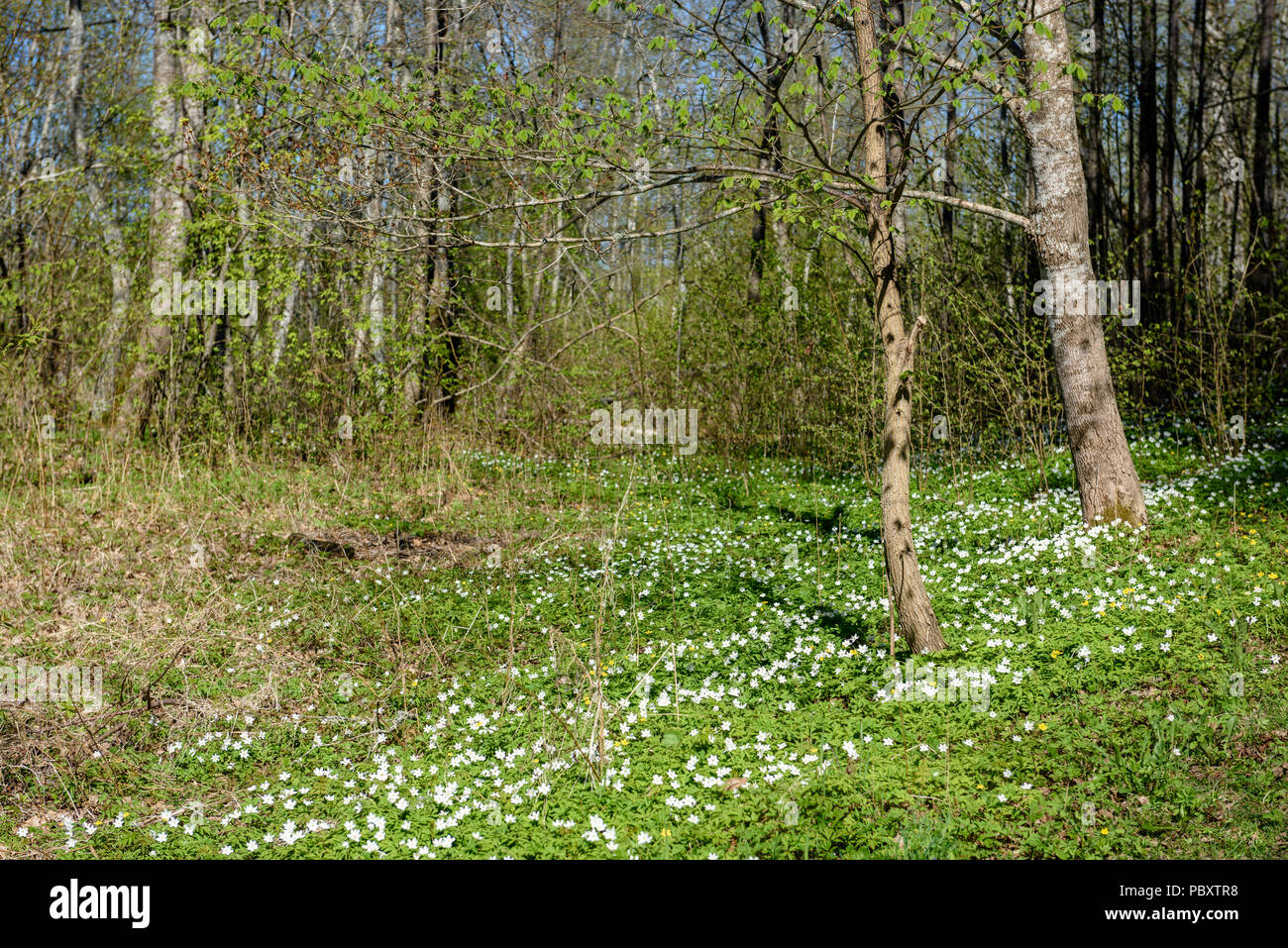 large field of white anemone flowers in spring. a plant of the ...