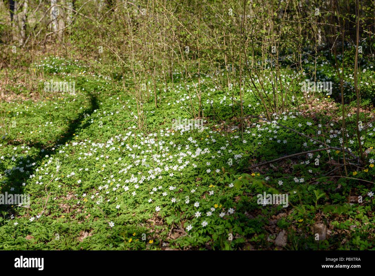 large field of white anemone flowers in spring. a plant of the ...