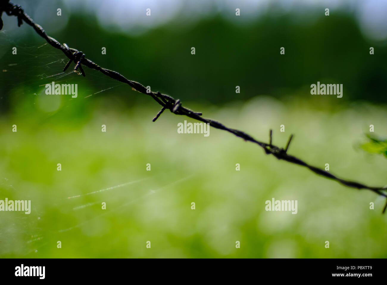 barbed wire fence on green background with tree leaves and vegetation ...