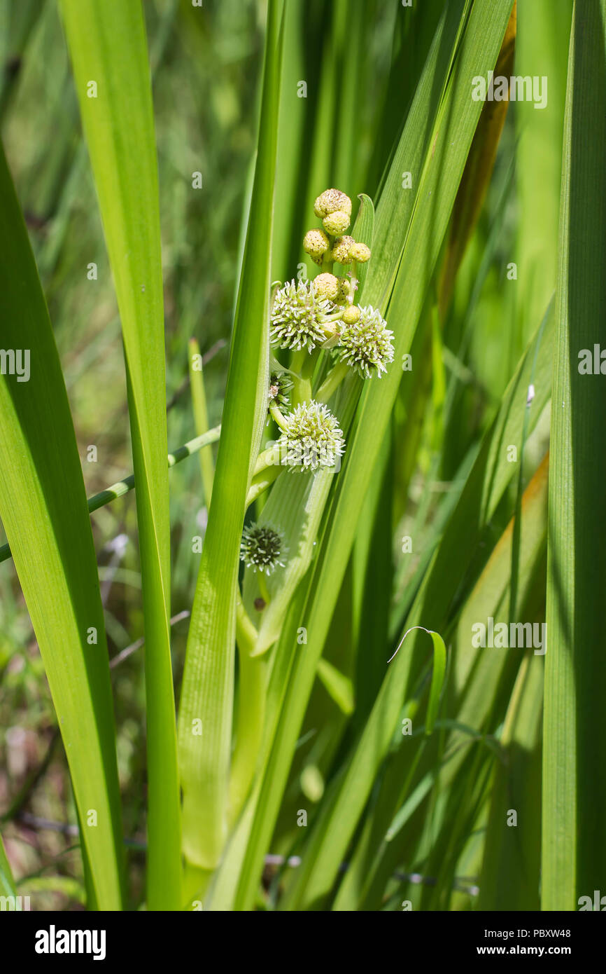 Inflorescence of simplestem bur-reed - Sparganium erectum Stock Photo ...