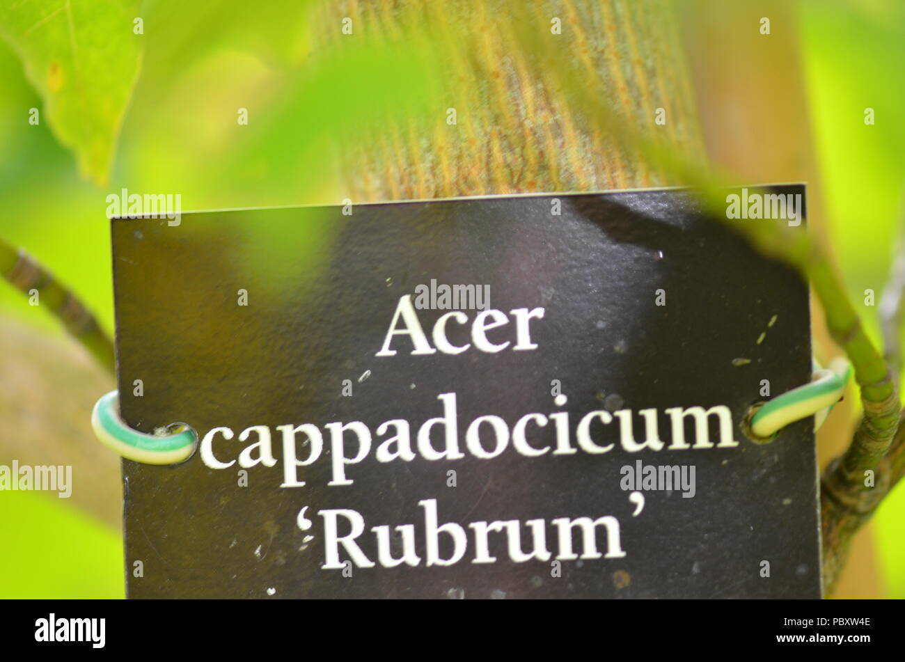 Acer cappadicicum rubrum Stock Photo - Alamy