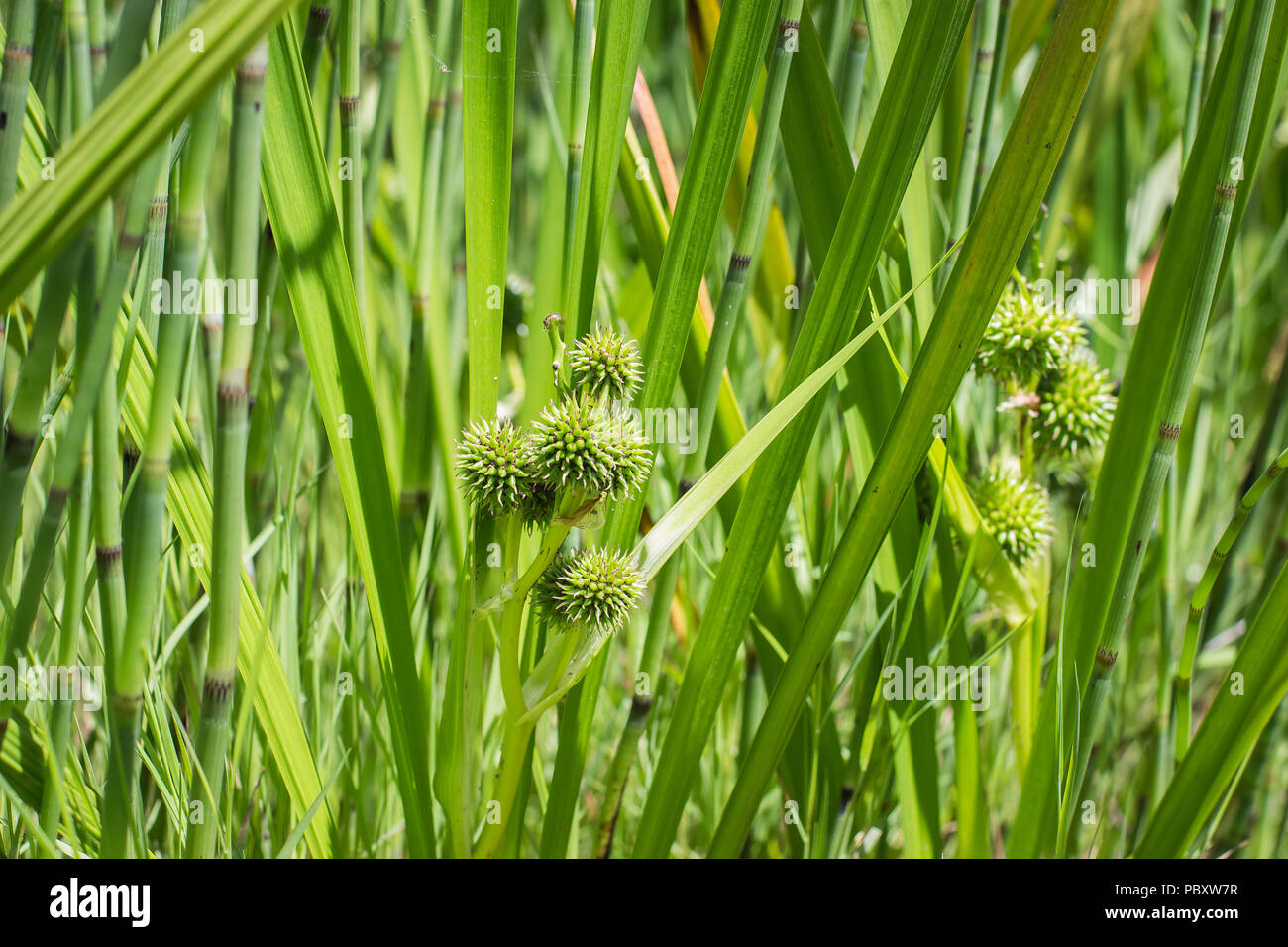 Inflorescence of simplestem bur-reed - Sparganium erectum Stock Photo ...