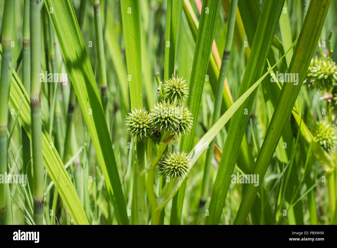 Inflorescence of simplestem bur-reed - Sparganium erectum Stock Photo ...
