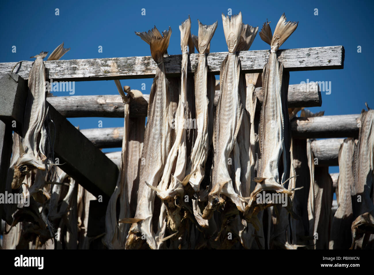 Drying fish in the traditional manner on open air racking, Lofoten ...