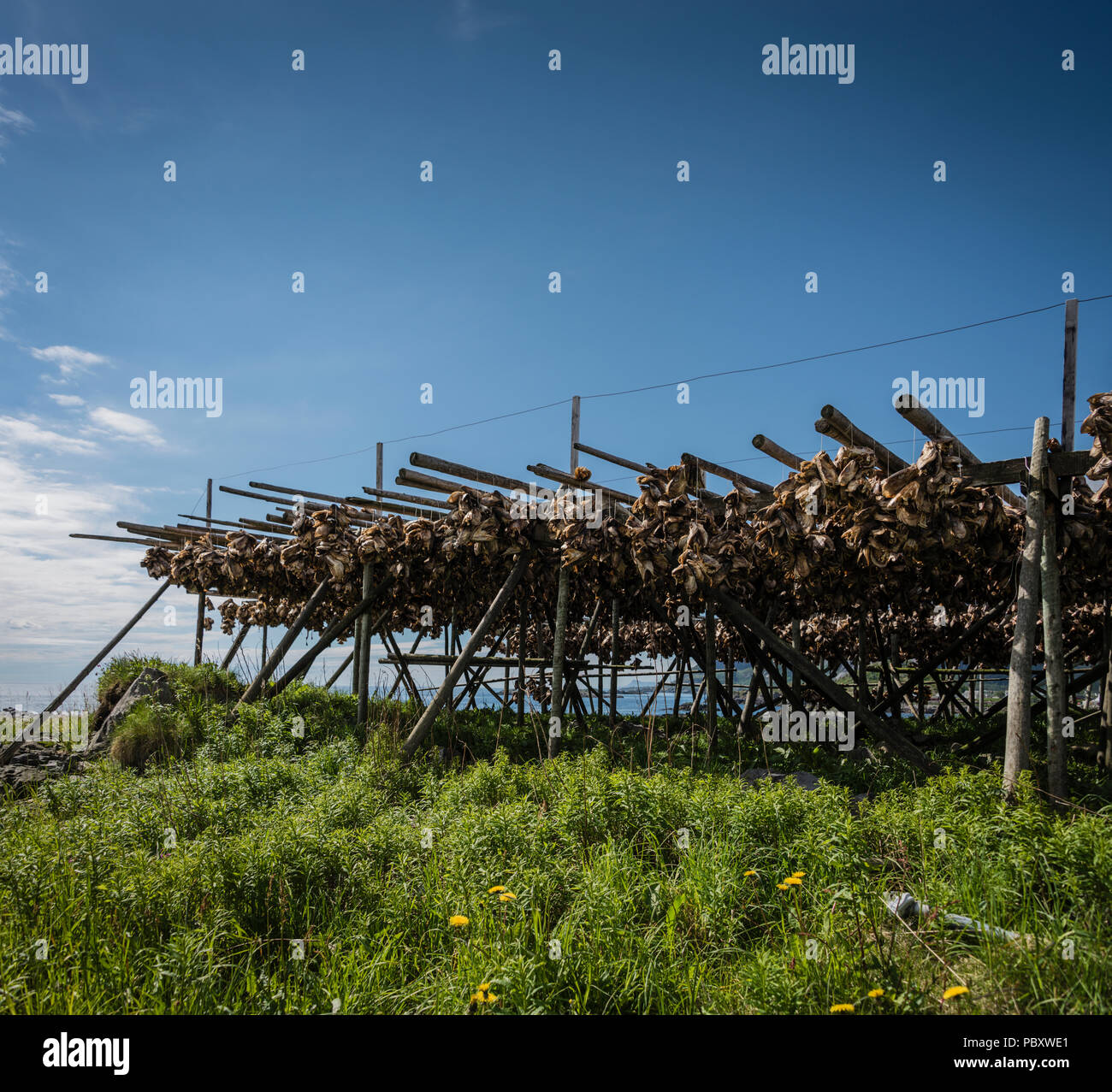 Drying fish in the traditional manner on open air racking, Lofoten ...