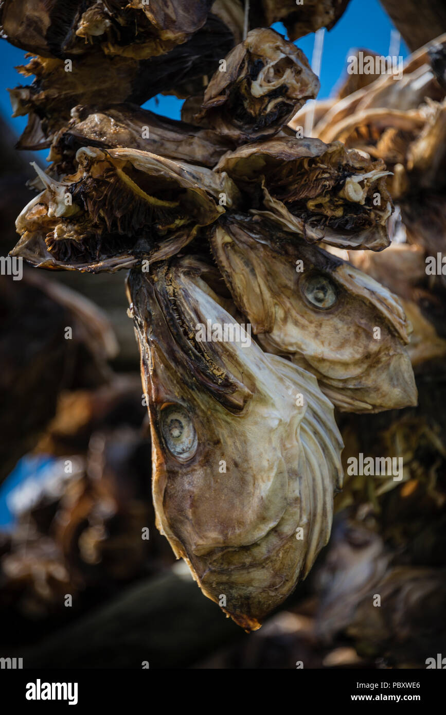 Drying fish in the traditional manner on open air racking, Lofoten ...