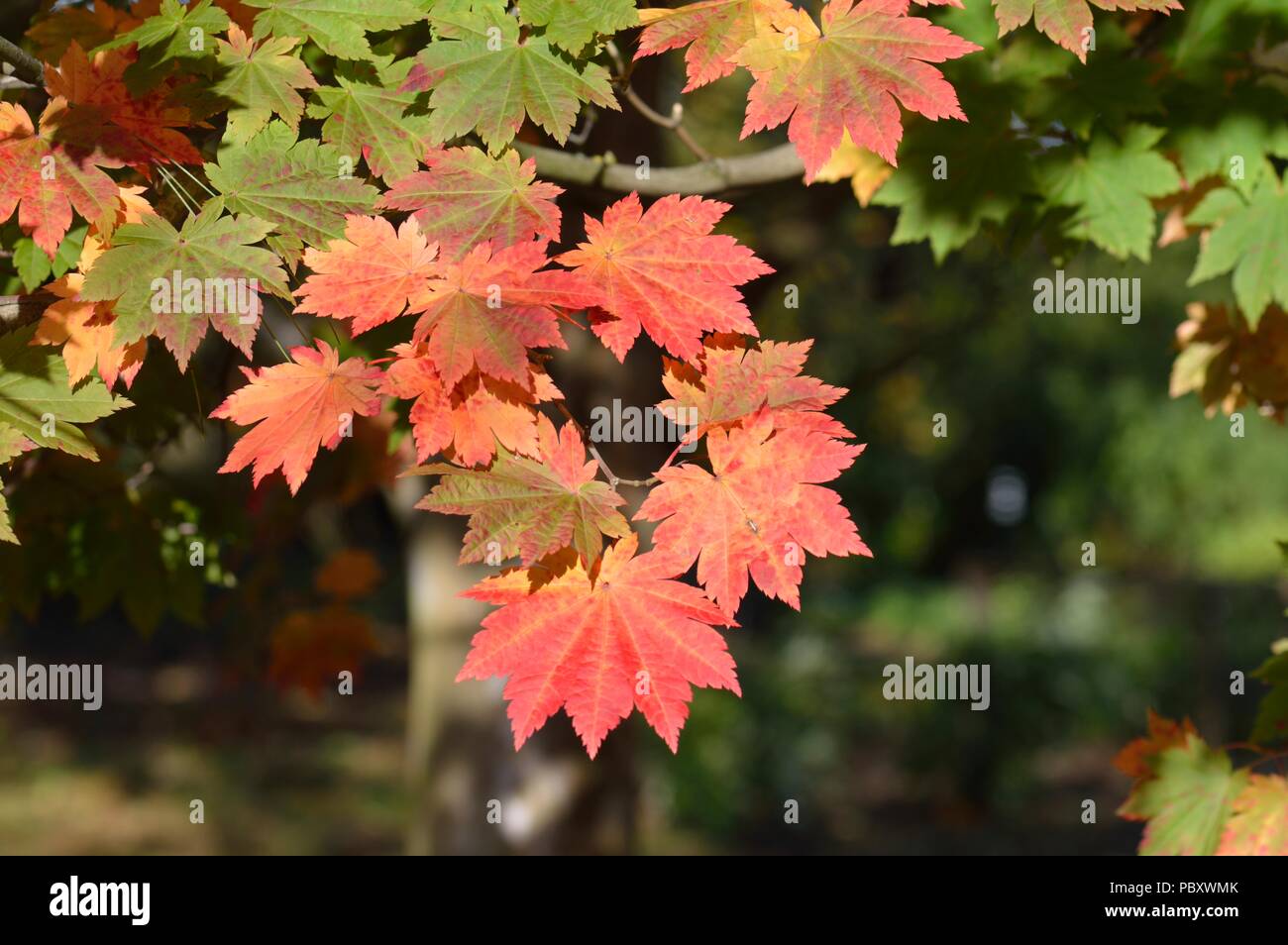 Acer japonicum vitifolium Stock Photo - Alamy