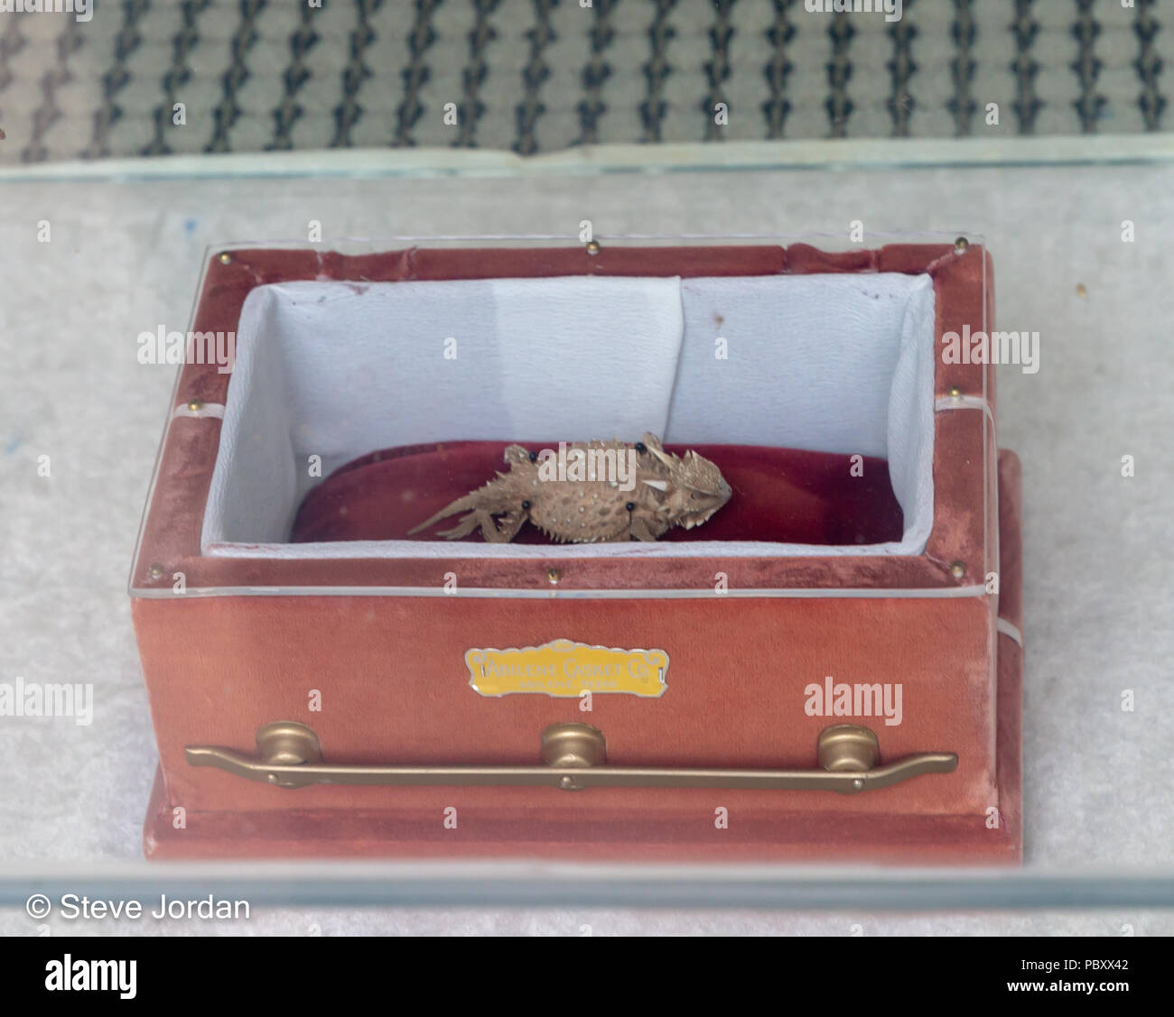 A texas horned lizard hi-res stock photography and images - Alamy