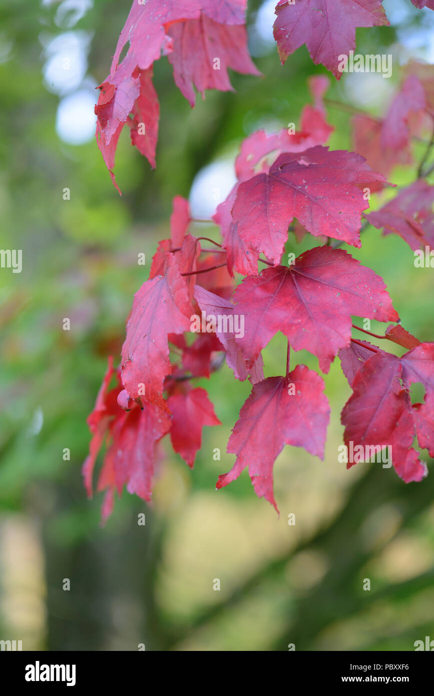 October glory maple tree hi-res stock photography and images - Alamy