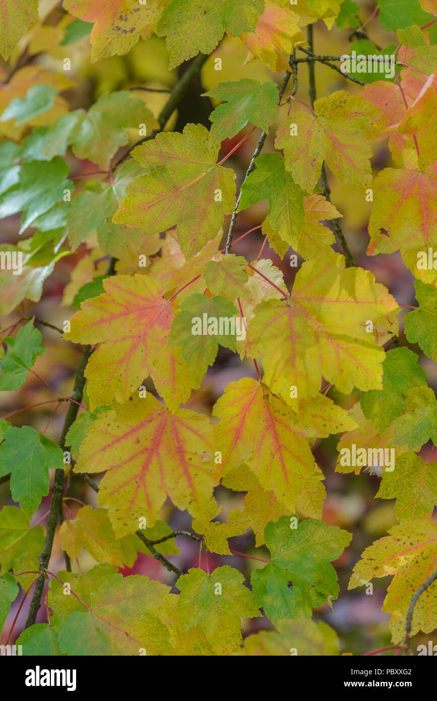 October glory maple tree hi-res stock photography and images - Alamy