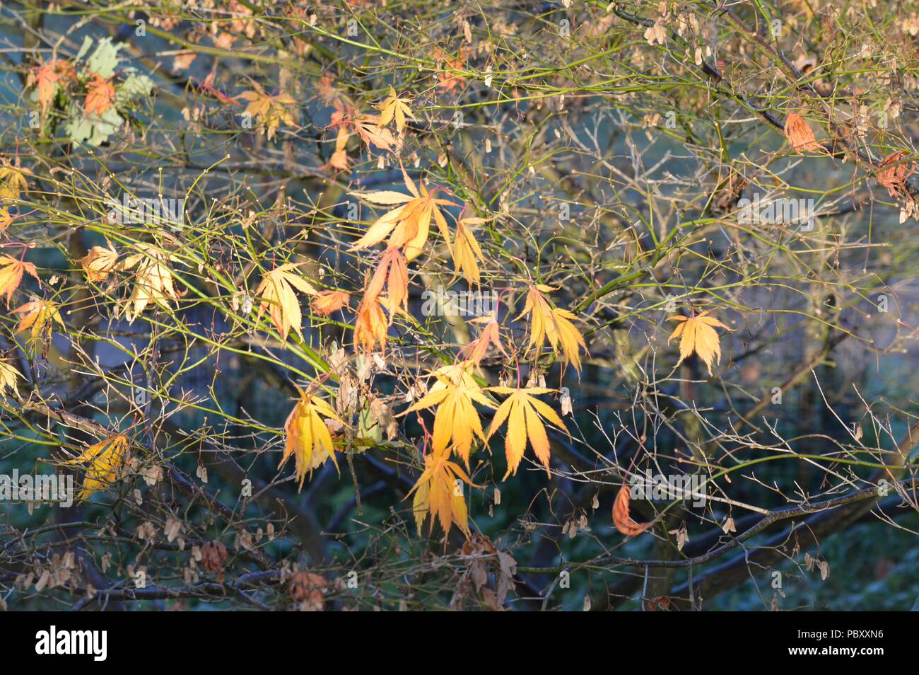 Suger maple hi-res stock photography and images - Alamy