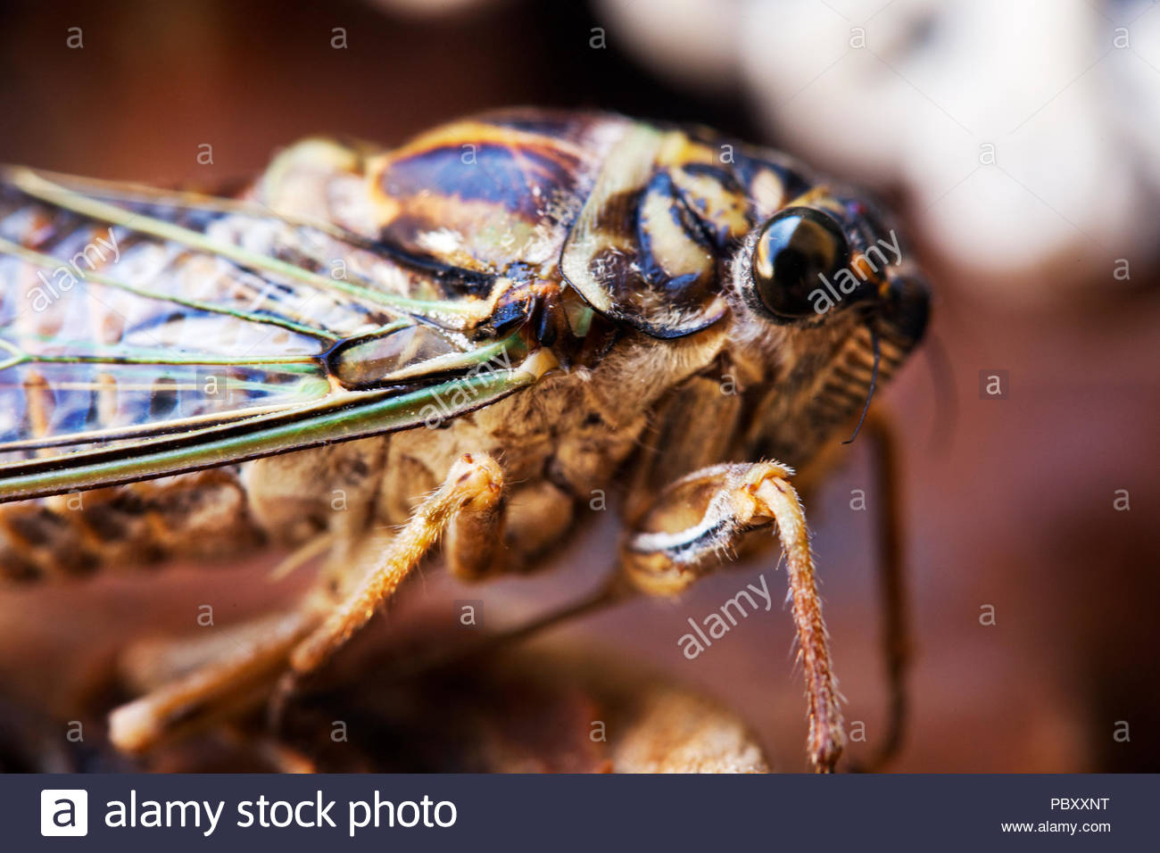 Big Cicada Stock Photos & Big Cicada Stock Images - Alamy