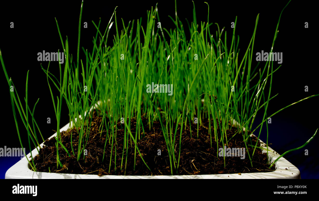 green grass in flower pod Stock Photo - Alamy