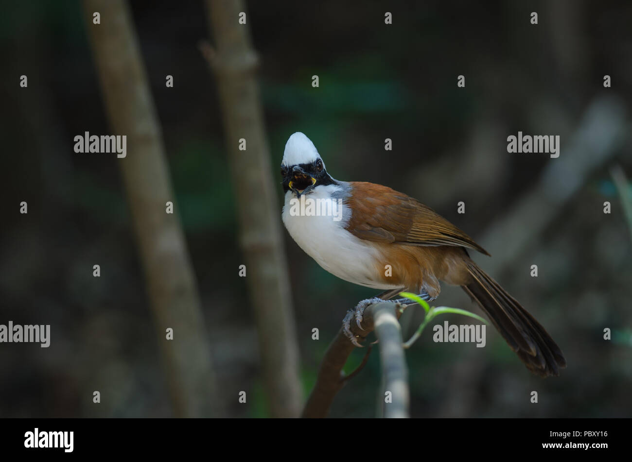 White-crested laughing thrush (Garrulax leucolophus) in nature ...