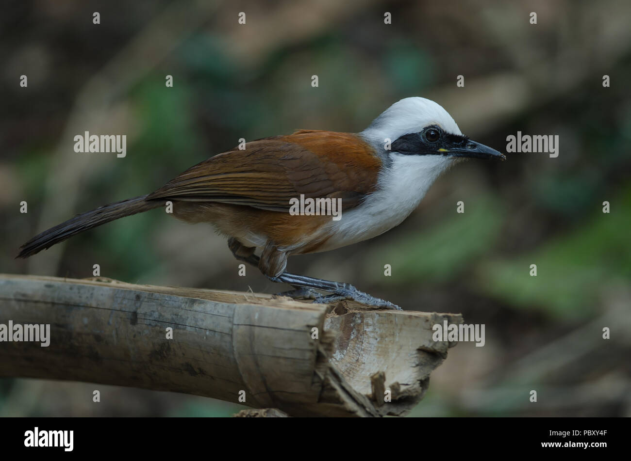 White-crested laughing thrush (Garrulax leucolophus) in nature ...