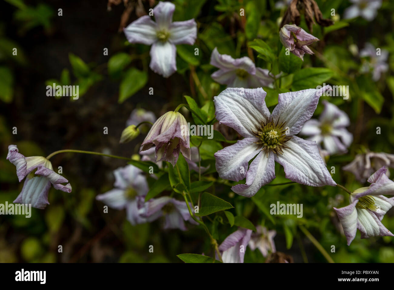 Jane gunter hi-res stock photography and images - Alamy