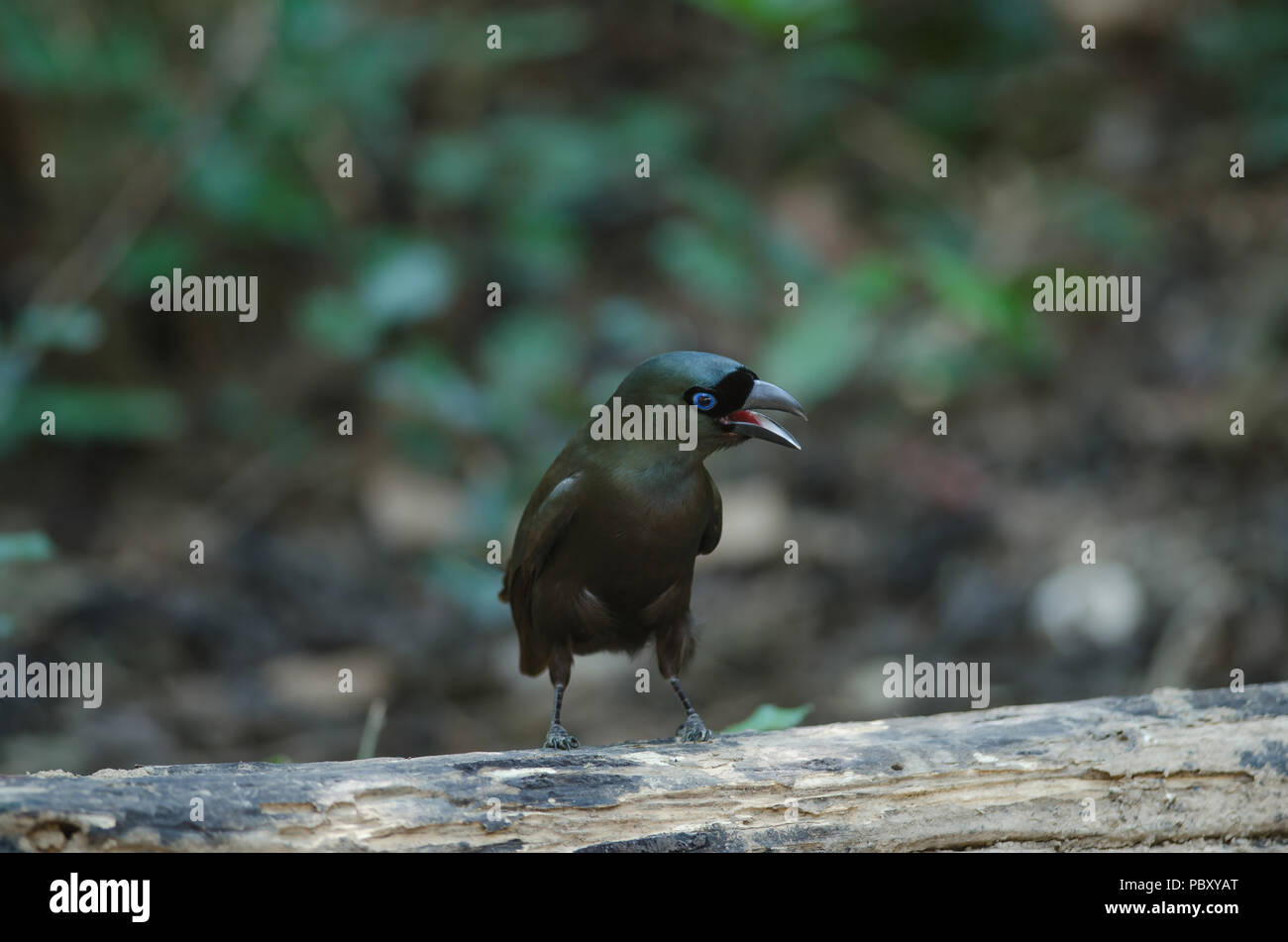 Crypsirina High Resolution Stock Photography and Images - Alamy