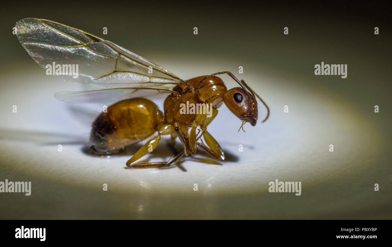 Flying ant hi-res stock photography and images - Alamy