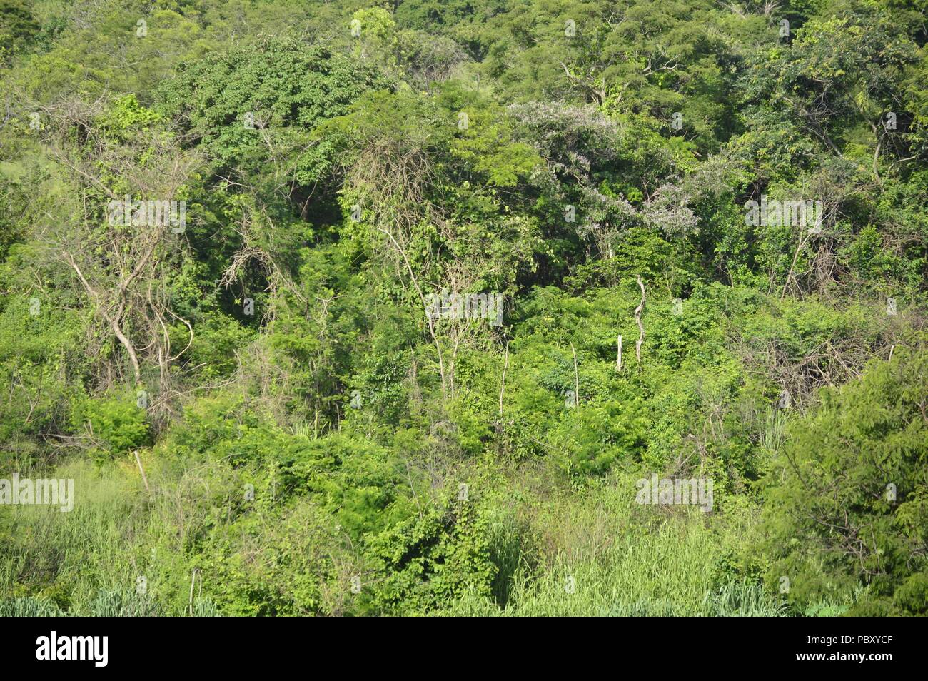 South American forest, Tropical forest in Bolivar state, Venezuela ...