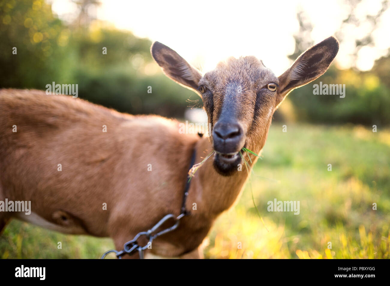 Goat sunset hi-res stock photography and images - Alamy