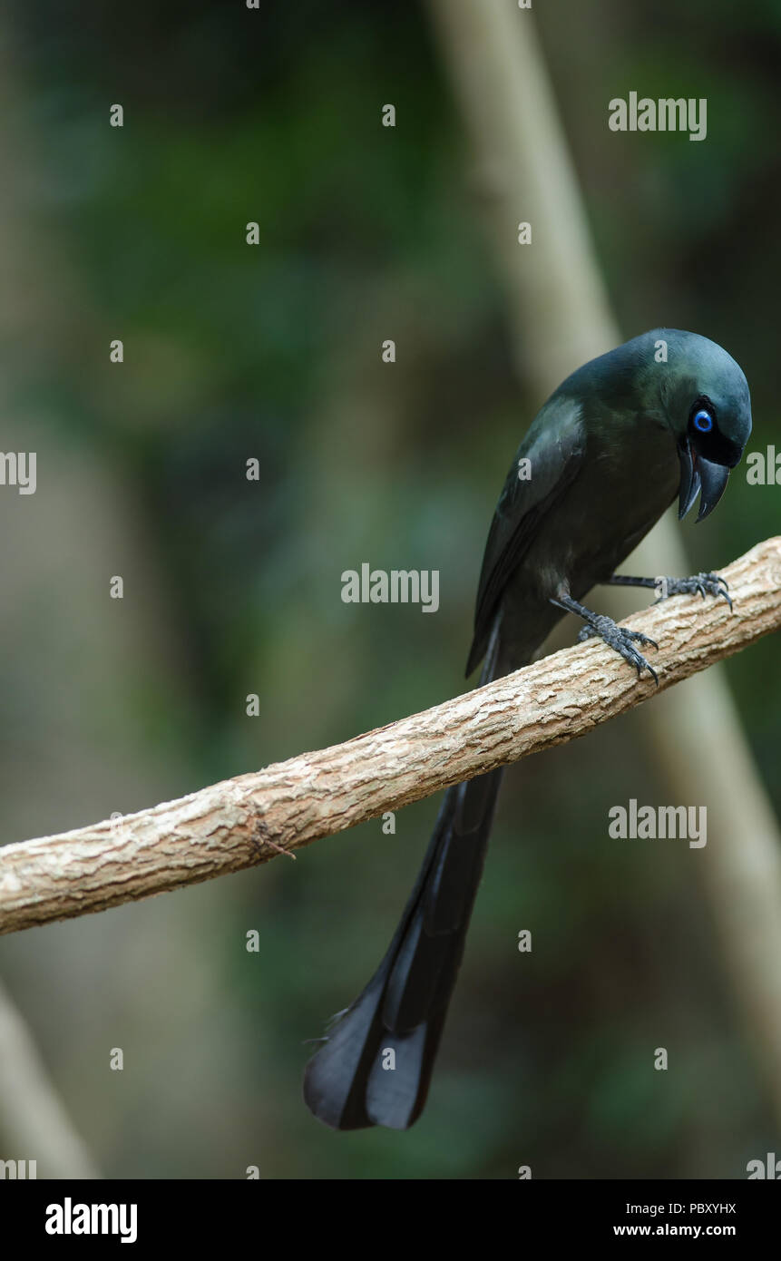 Racket-tailed Treepie ( Crypsirina temia ) standing on tree in nature ...