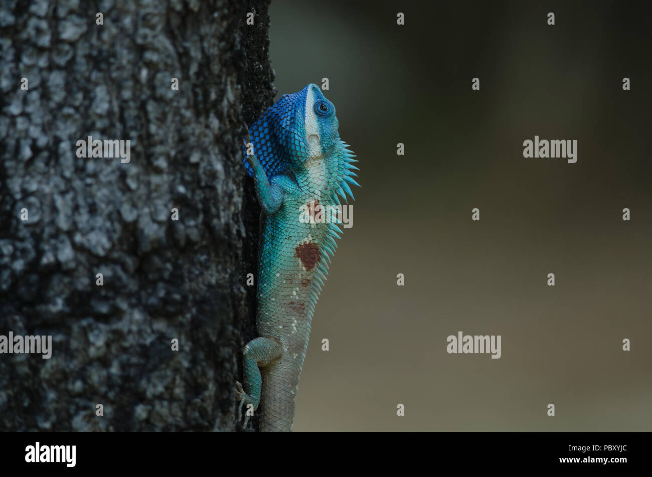 Blue-crested Lizard or Indo-Chinese Forest Lizard on a tree (Calotes ...