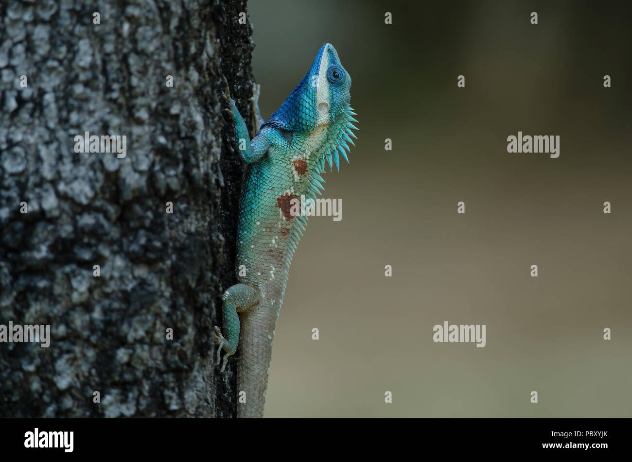Blue-crested Lizard or Indo-Chinese Forest Lizard on a tree (Calotes ...