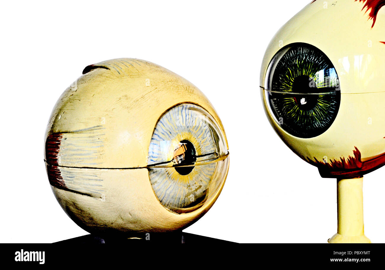 Anatomical hi-res stock photography and images - Alamy