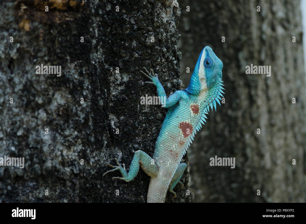 Calotes Mystaceus