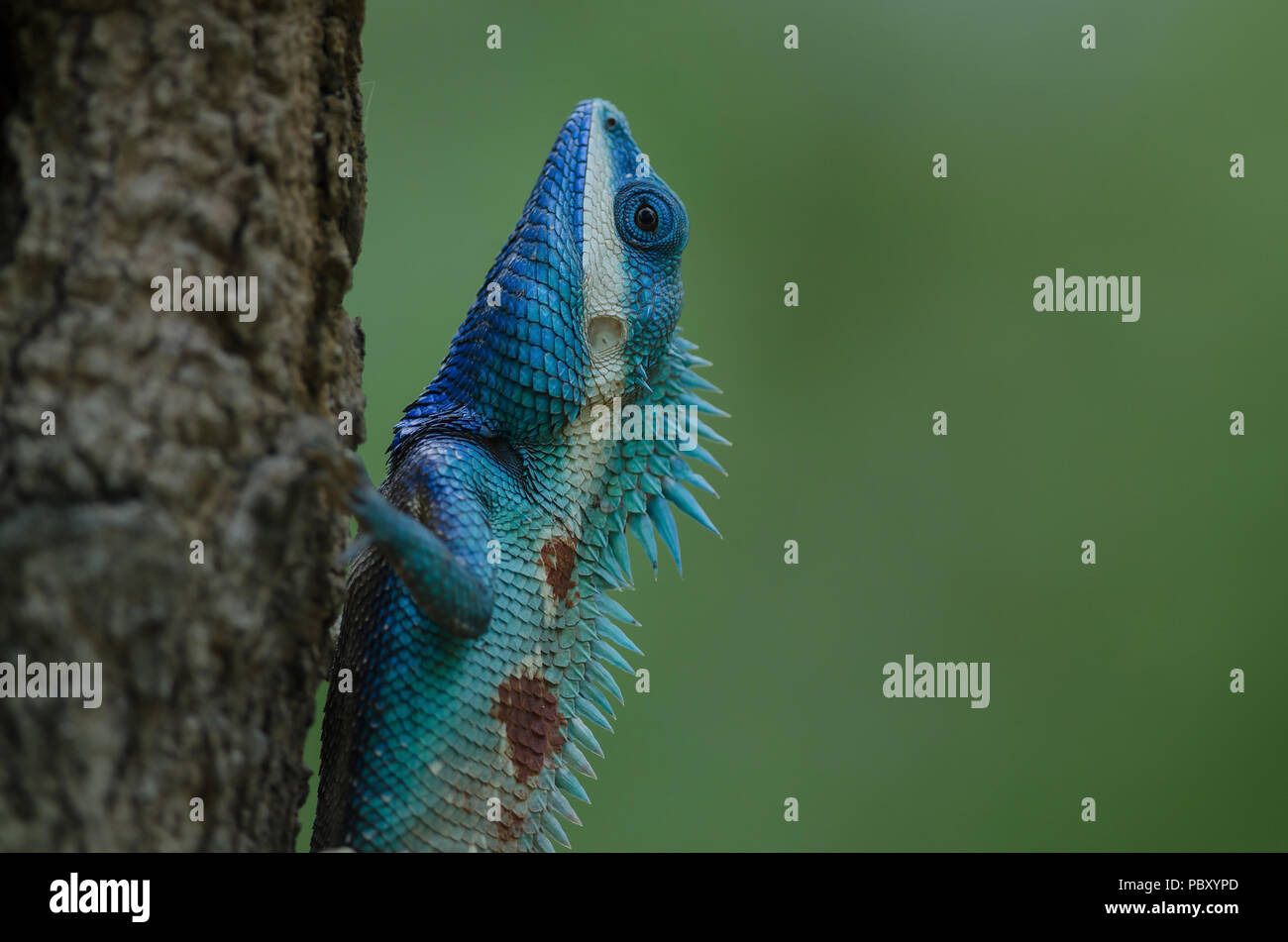 Blue-crested Lizard or Indo-Chinese Forest Lizard on a tree (Calotes ...