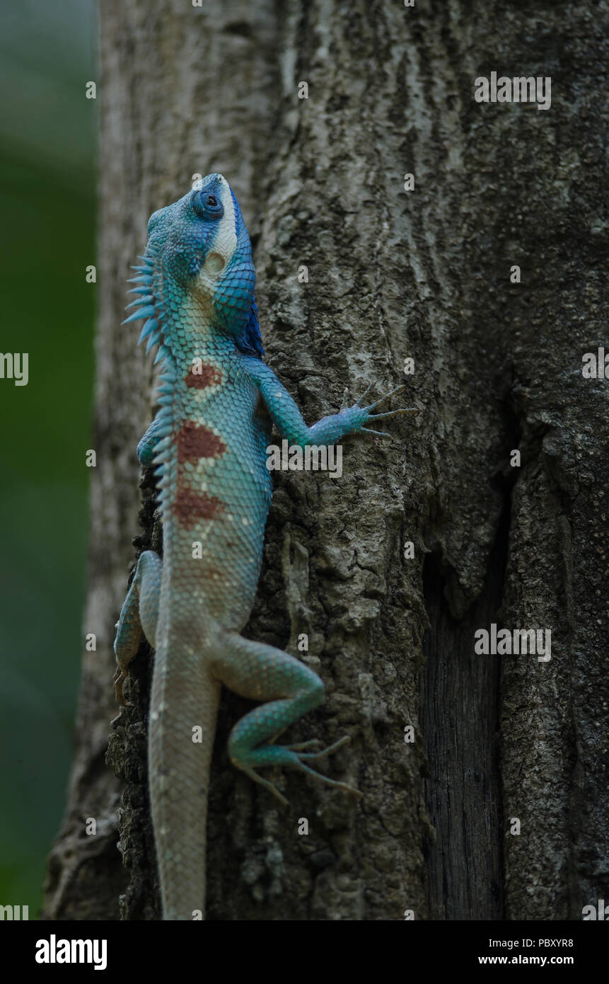 Blue-crested Lizard or Indo-Chinese Forest Lizard on a tree (Calotes ...