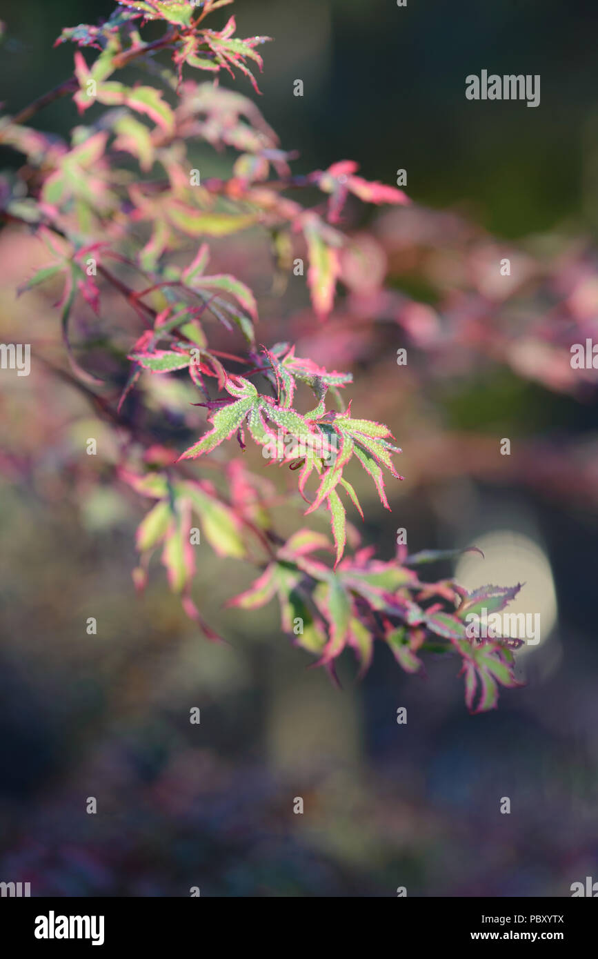 Merlot Colour High Resolution Stock Photography and Images - Alamy