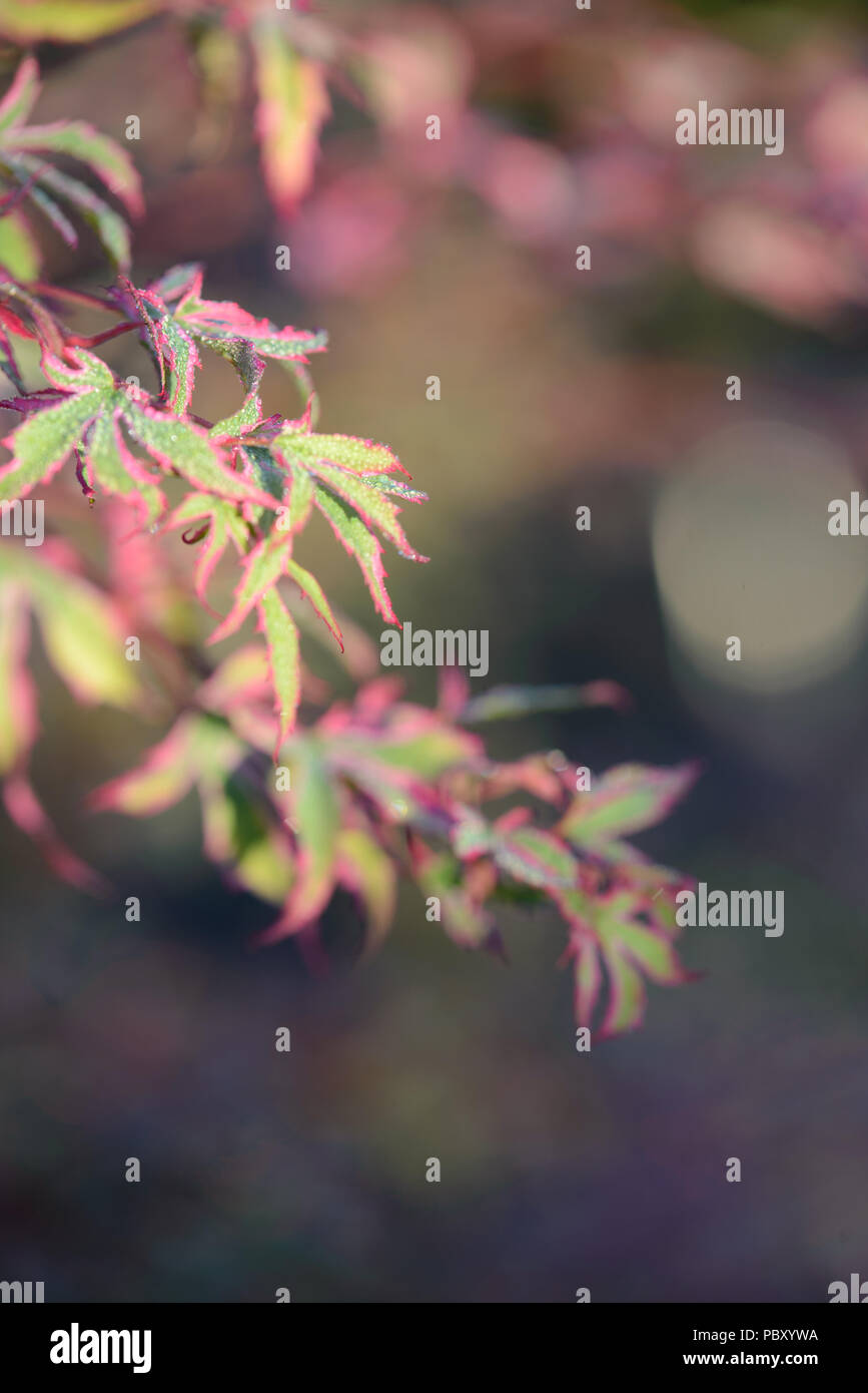 Merlot colour hi-res stock photography and images - Alamy