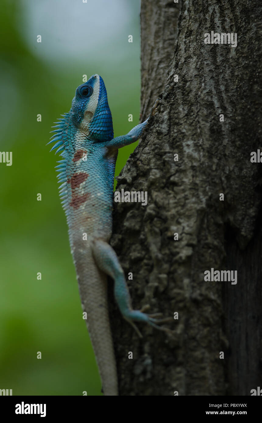 Blue-crested Lizard or Indo-Chinese Forest Lizard on a tree (Calotes ...