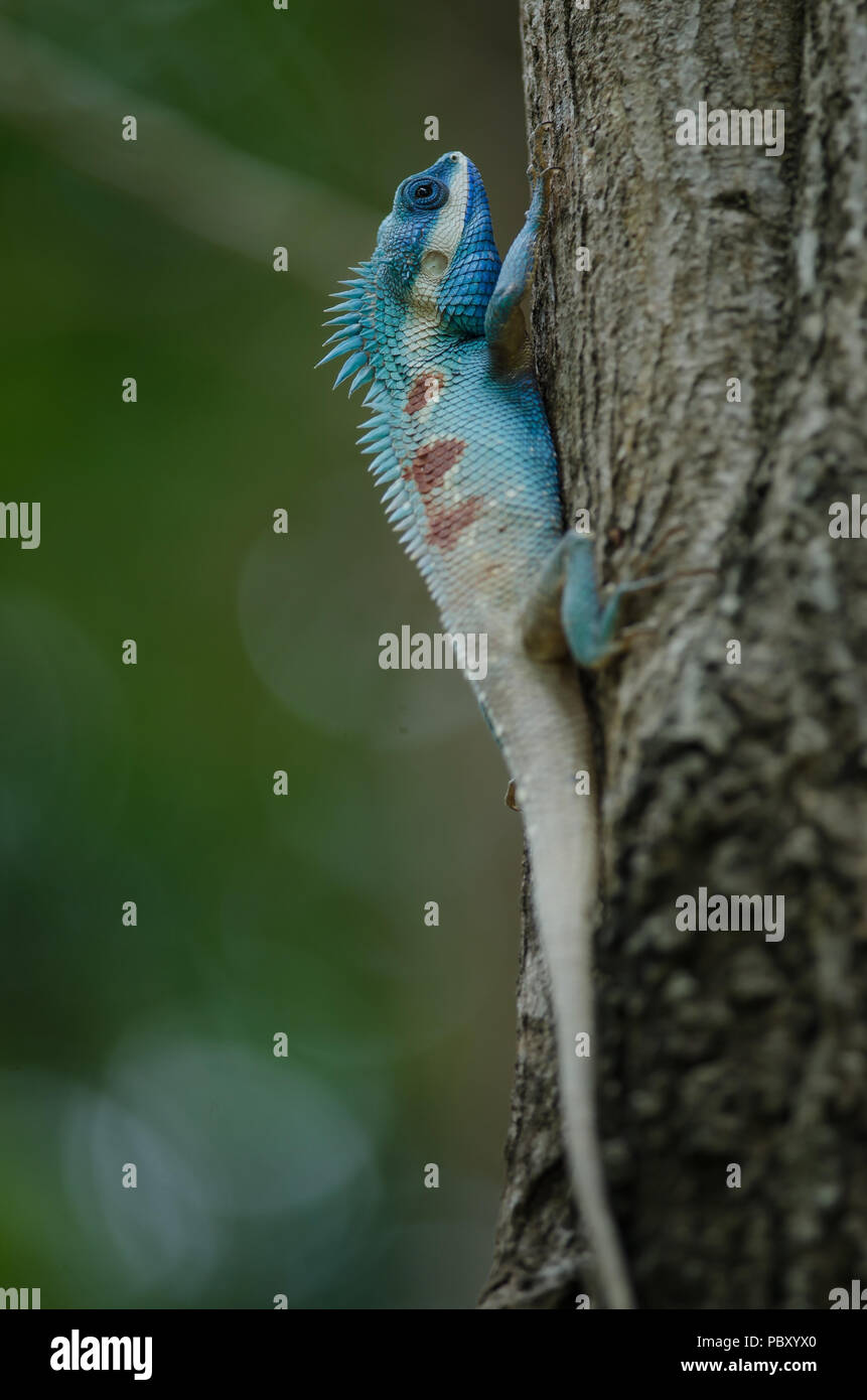 Blue-crested Lizard or Indo-Chinese Forest Lizard on a tree (Calotes ...
