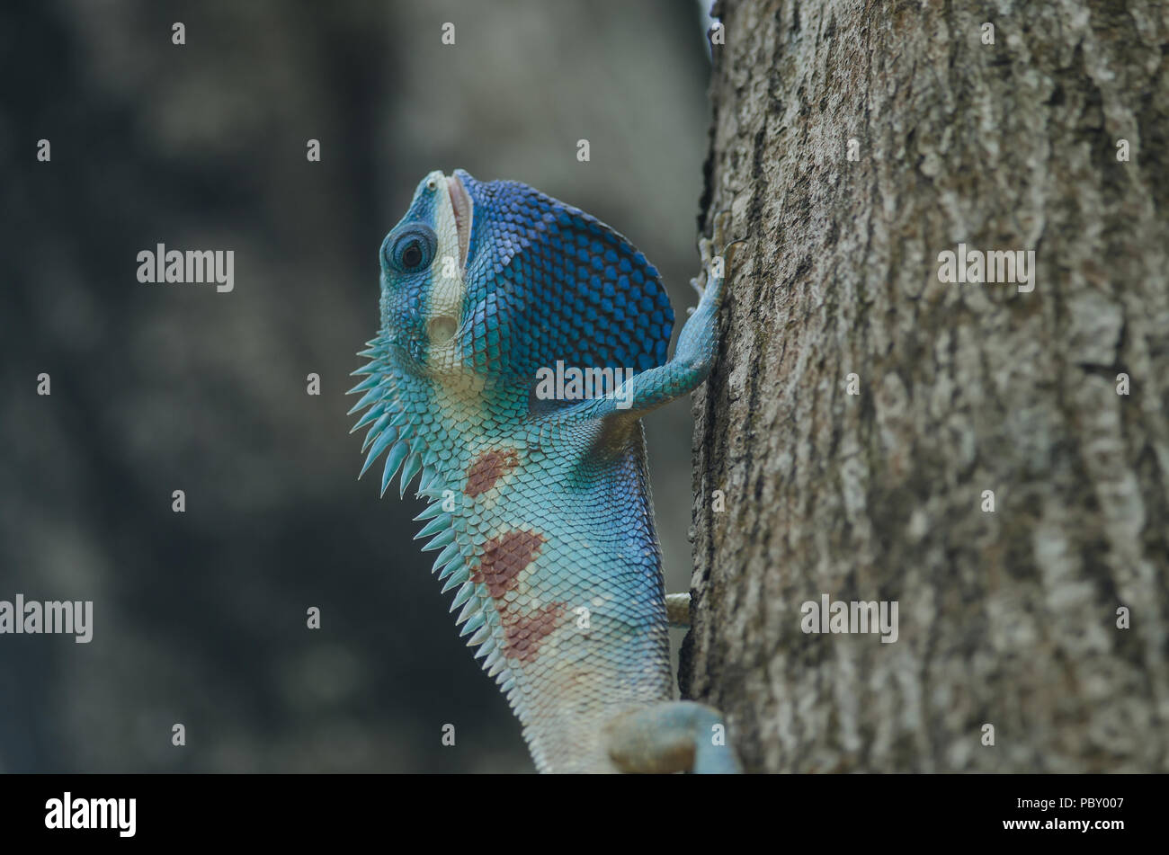 Blue-crested Lizard or Indo-Chinese Forest Lizard on a tree (Calotes ...