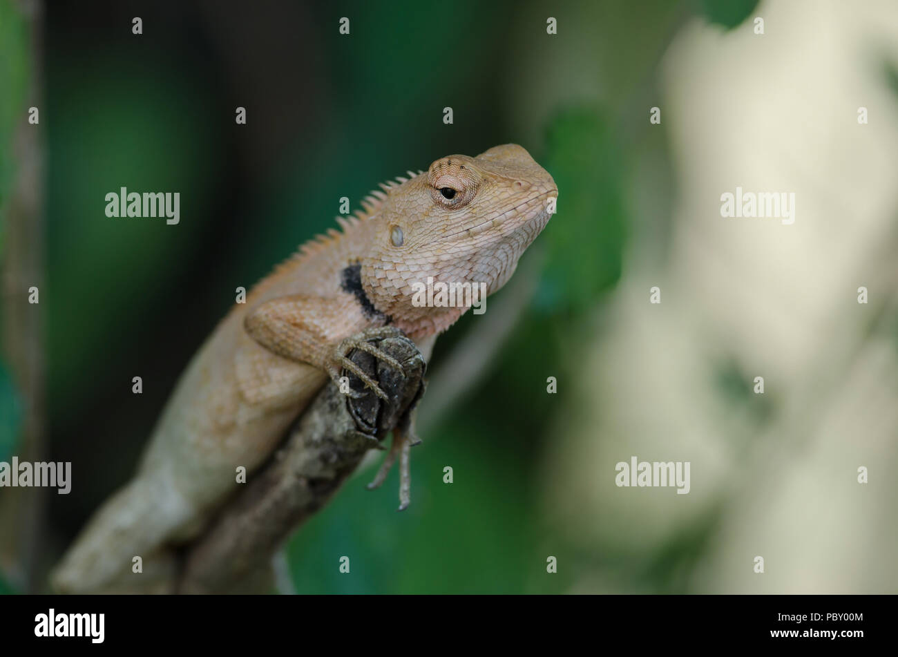 Oriental Garden Lizard sitting on tree bark (Calotes versicolor Stock ...