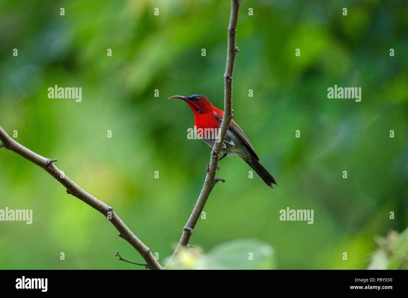 Aethopyga siparaja hi-res stock photography and images - Alamy