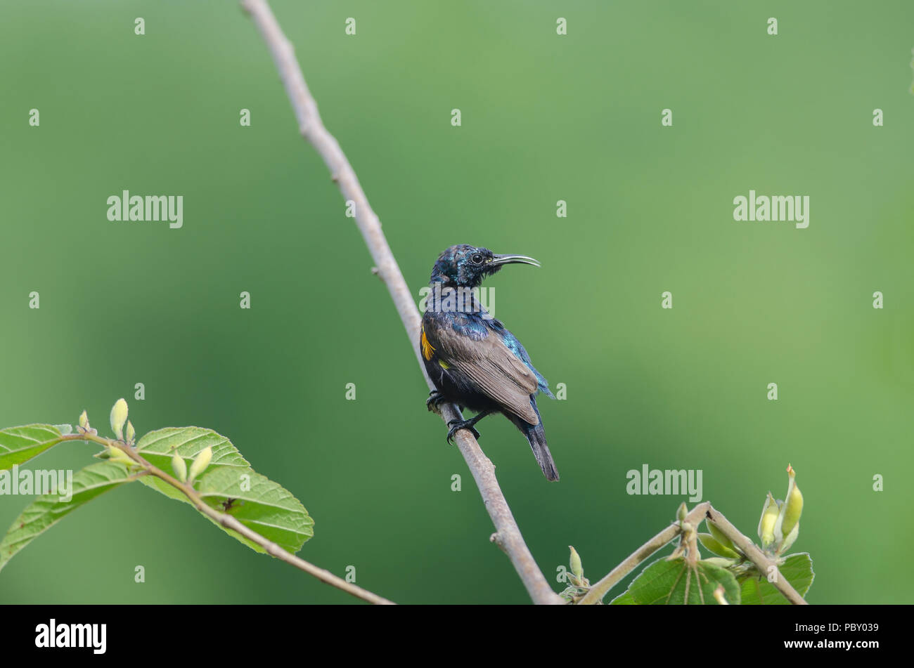 Purple Sunbird (Cinnyris asiatica) on a branch in nature, Thailand ...