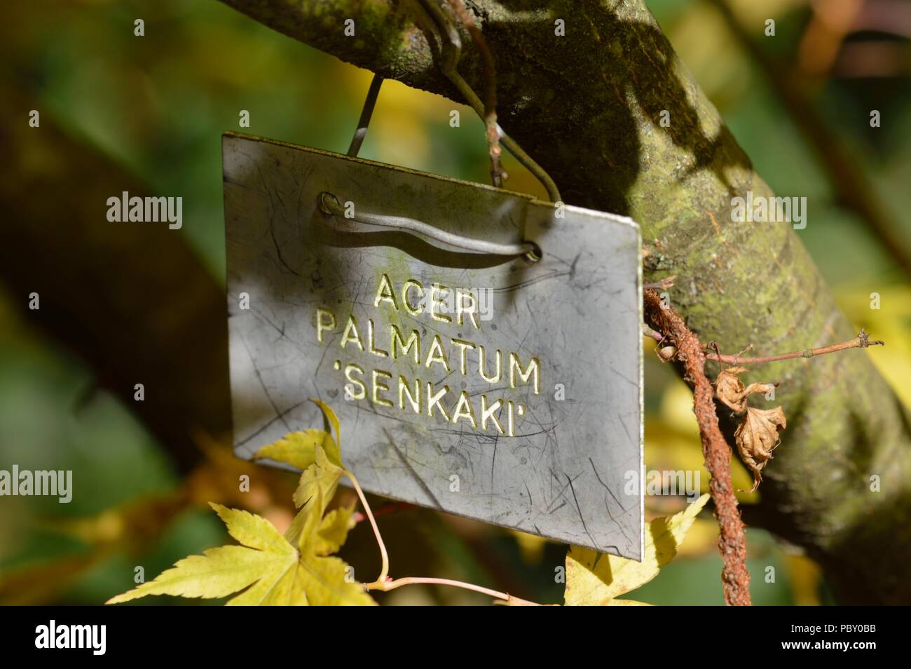 Acer palmatum Senkaki Stock Photo - Alamy