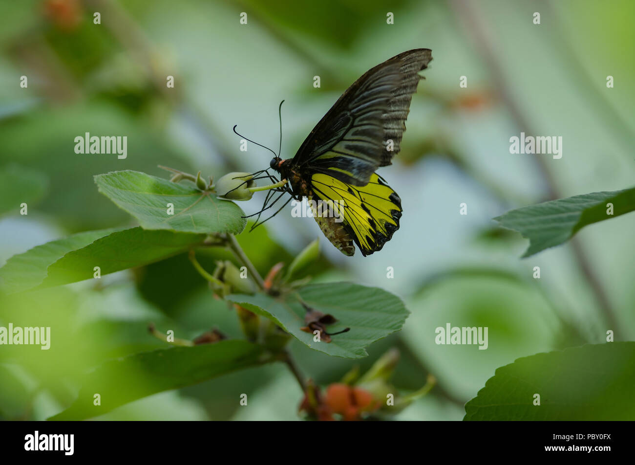 Golden birdwing butterfly hi-res stock photography and images - Alamy