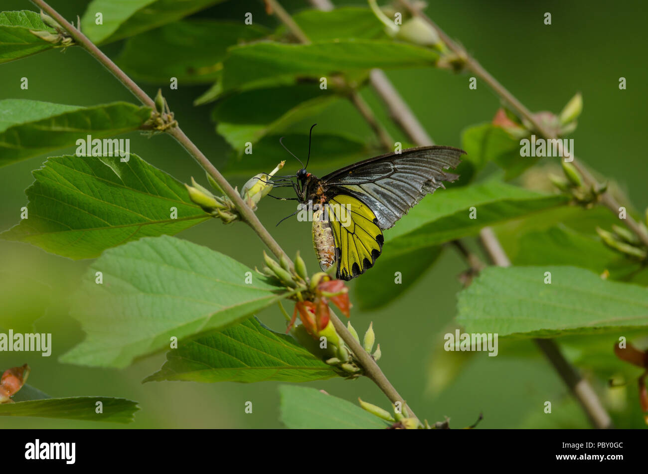 Golden birdwing butterfly hi-res stock photography and images - Alamy