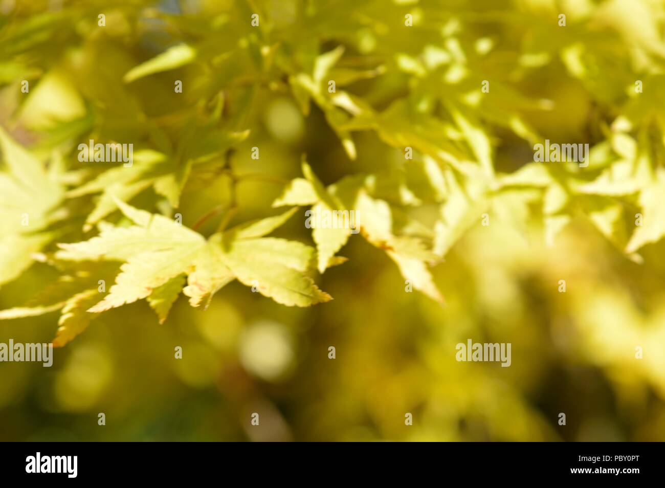 Acer palmatum senkaki hi-res stock photography and images - Alamy