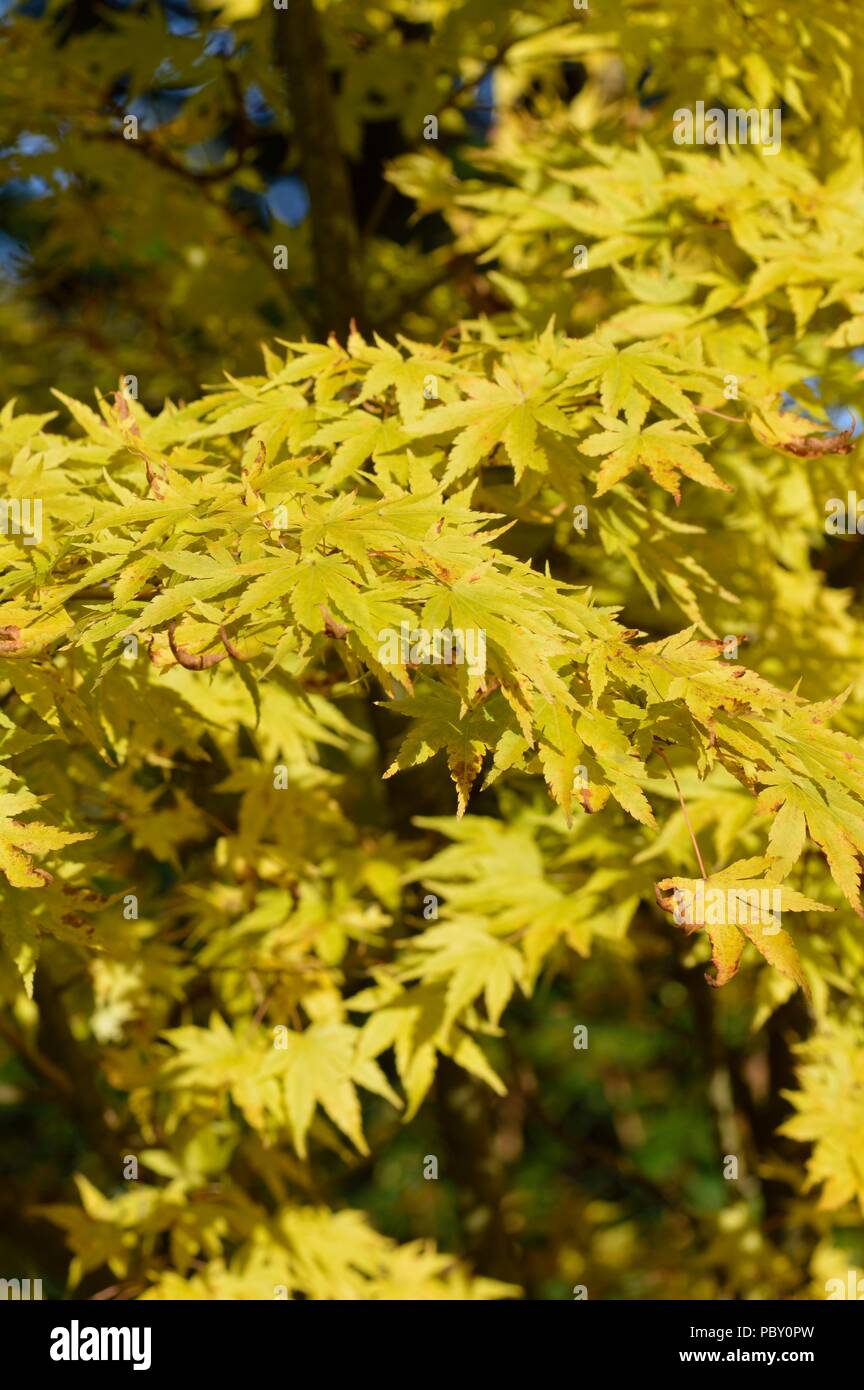 Acer palmatum Senkaki Stock Photo - Alamy