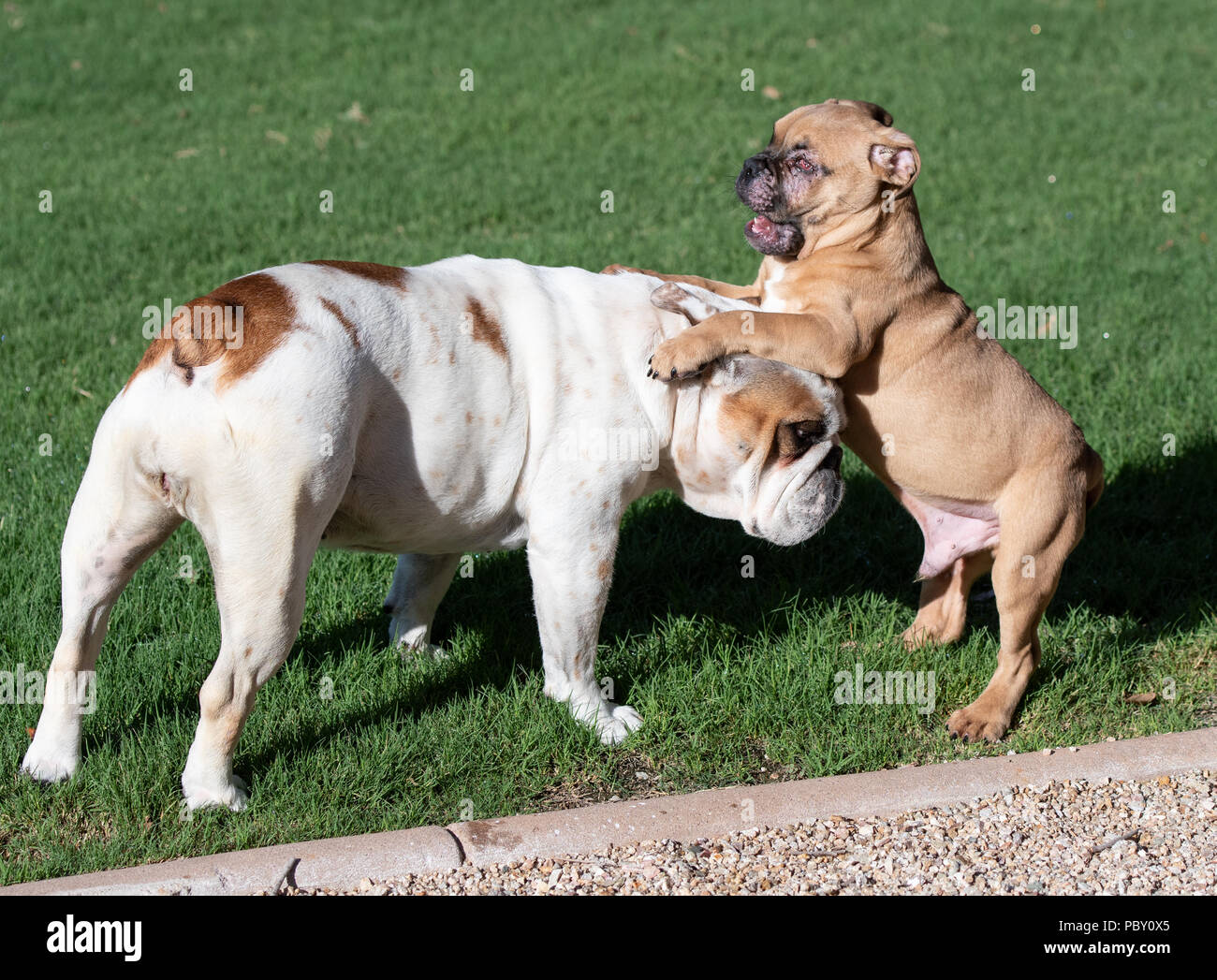 Blind bulldog puppy jumping and playing with an adult dog Stock Photo ...