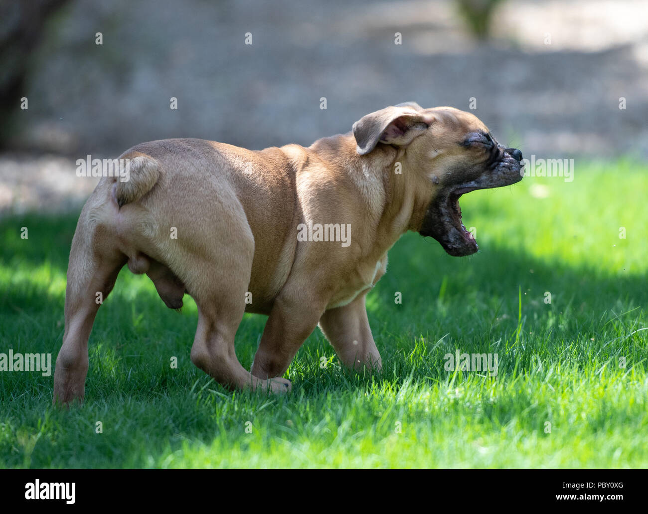 What Are The Symptoms Of Puppy Strangles