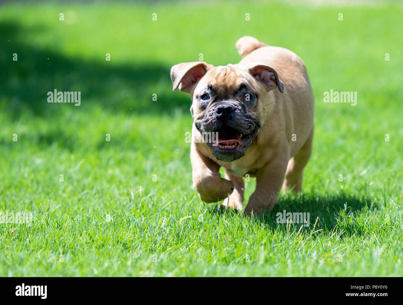 Blind bulldog puppy running in the grass Stock Photo - Alamy